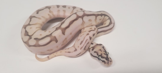 Pastel Lesser Spider Ball Python by DnKreptiles