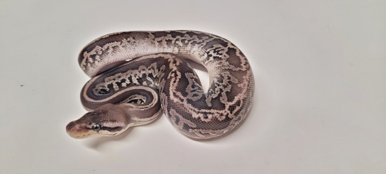 Black Pewter Leopard Ball Python by DnKreptiles