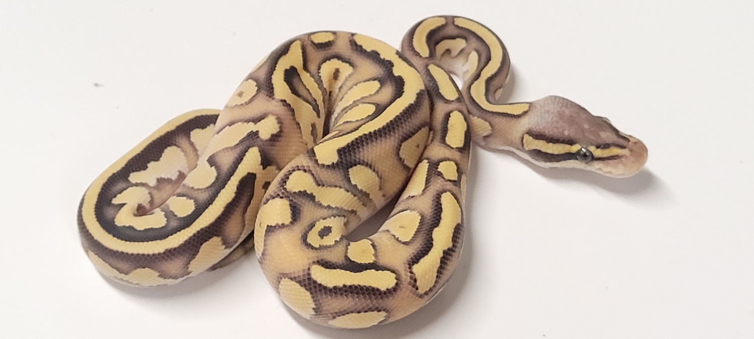 Super Orange Dream Pastave Ball Python by DnKreptiles - MorphMarket
