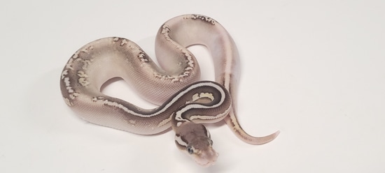 Super Pastel Lesser Leopard Ball Python by DnKreptiles