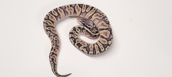 Ghi Firefly Ball Python by DnKreptiles