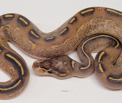 Superfire Ball Python by DnKreptiles - MorphMarket
