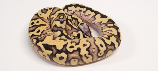 Firefly YellowBelly Ball Python by DnKreptiles