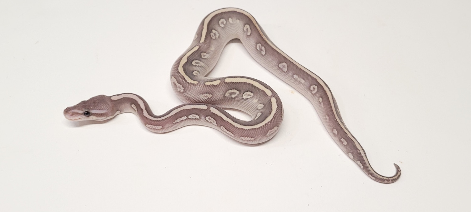 Super Mystic Ball Python by DnKreptiles - MorphMarket