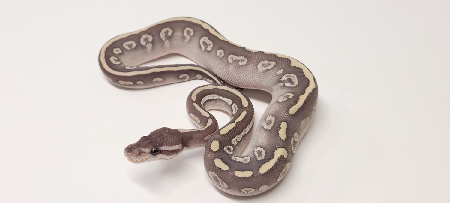 Super Mystic Ball Python by DnKreptiles - MorphMarket