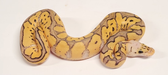 Killer Clown Ball Python by DnKreptiles