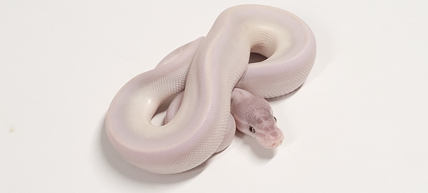Super Mojave Ball Python by DnKreptiles - MorphMarket