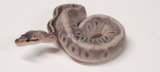 Super Pastel Red Axanthic Ball Python by DnKreptiles