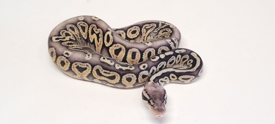 Super Pastel Het Red Axanthic Ball Python by DnKreptiles