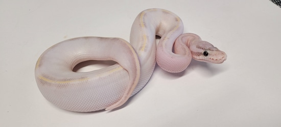 BlackHead Ivory Ball Python by DnKreptiles