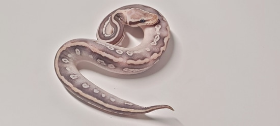 Pastel Super Mystic Ball Python by DnKreptiles