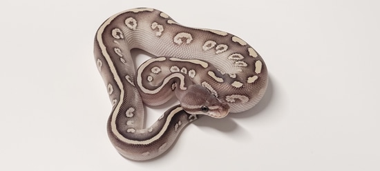 Super Mystic Ball Python by DnKreptiles