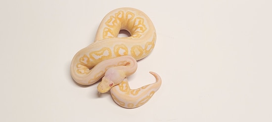Albino Black Pewter Ball Python by DnKreptiles
