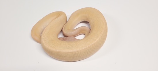 Banana Cinny G-Stripe Ball Python by DnKreptiles