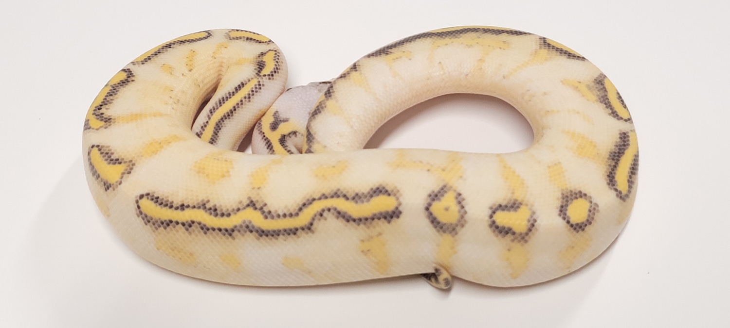Pastel Highway Het Clown Ball Python by DnKreptiles - MorphMarket