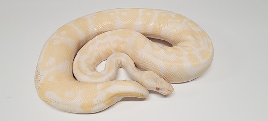 2015 (Proven Breeder) Albino Female Ball Python by DnKreptiles