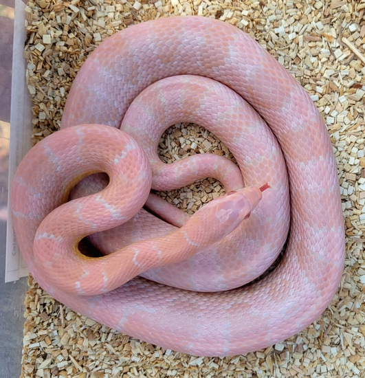 Super Red Factor Snow Okeetee Corn Snake by Sandhill Herps