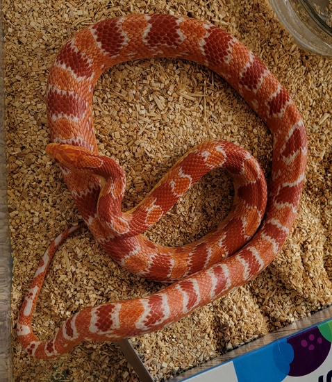 2021 Female Red Zepplin Albino Okeetee Cornsnake Corn Snake by Sandhill ...