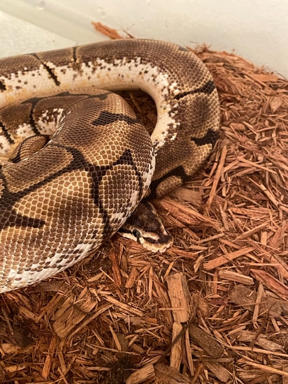 Spider Scaleless Head Ball Python by Oakley's Creations