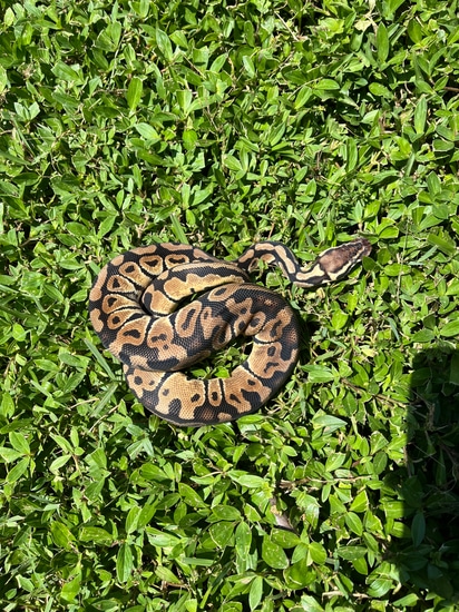 Pastel Ball Python by Oakley's Creations