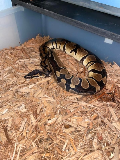 Normal Ball Python by Oakley's Creations