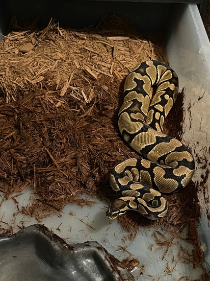 OD 50% Het Clown Ball Python by Oakley's Creations