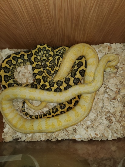 CARPET Albino Female And Gamma Male Other Carpet Python by A & J Reptiles