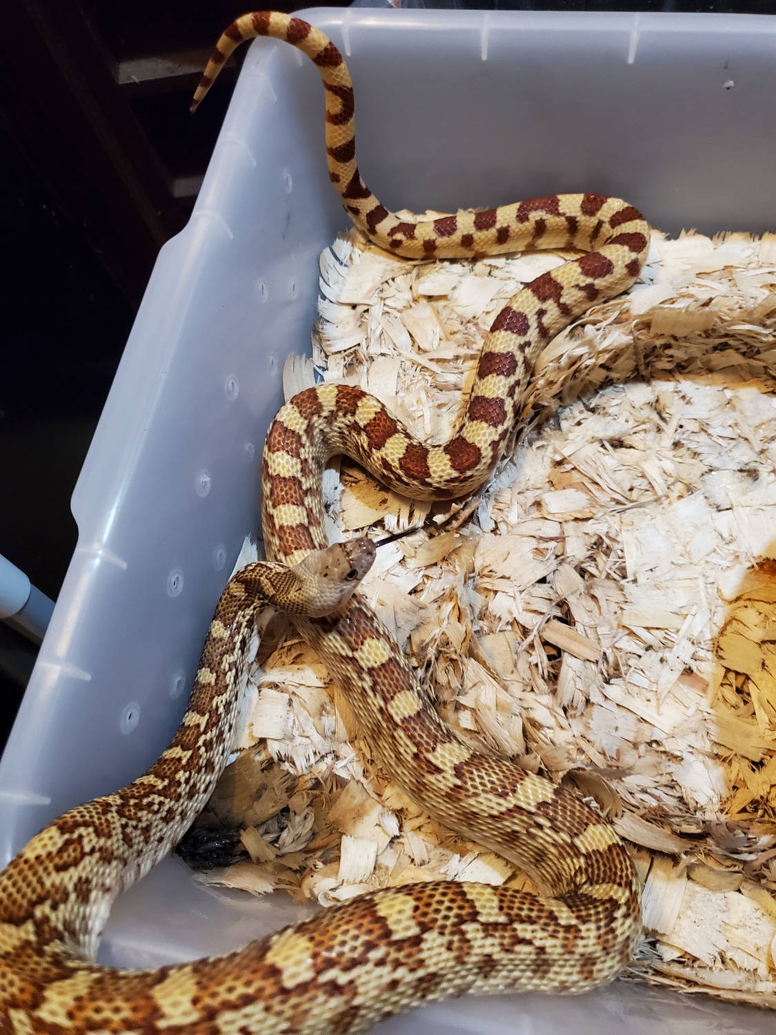 Sonoran Gopher Snake by A & J Reptiles - MorphMarket