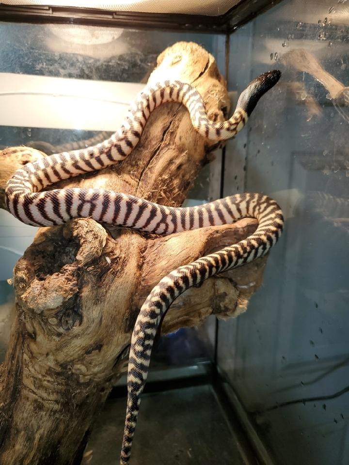 Blackhead Python Black-headed Python by A & J Reptiles - MorphMarket