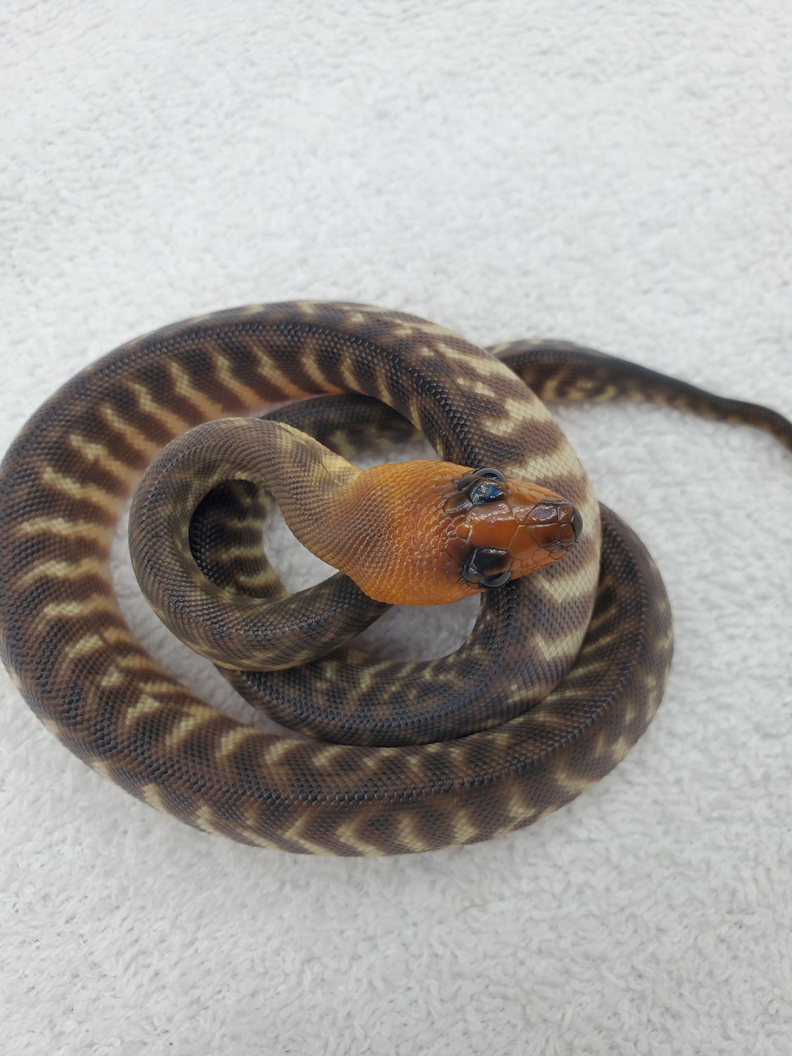 Woma Python by A & J Reptiles - MorphMarket