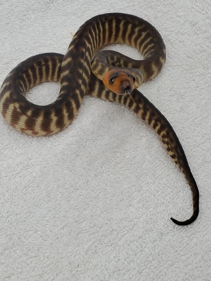 Woma Python by A & J Reptiles