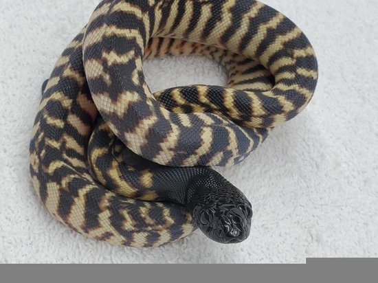 Blackhead Python Black-Headed Python by A & J Reptiles