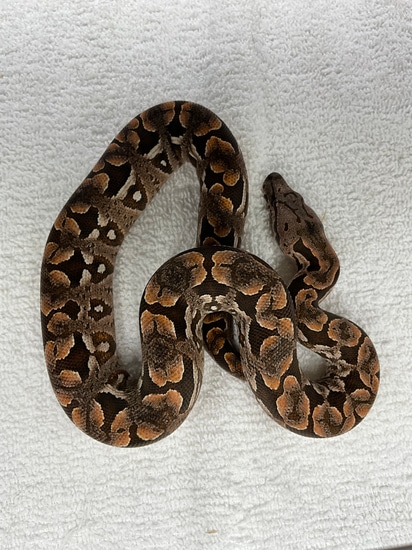 Dumerils Boas Dumeril's Boa by A & J Reptiles