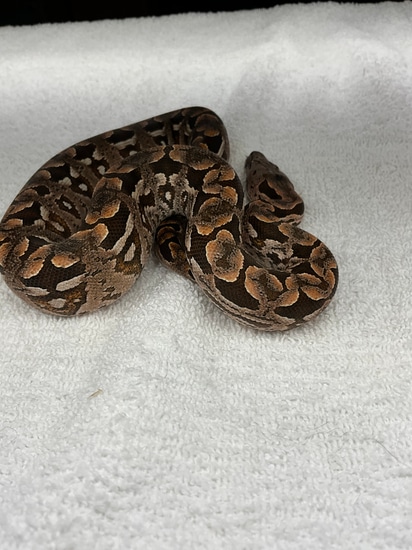 Dumerils Boa Dumeril's Boa by A & J Reptiles