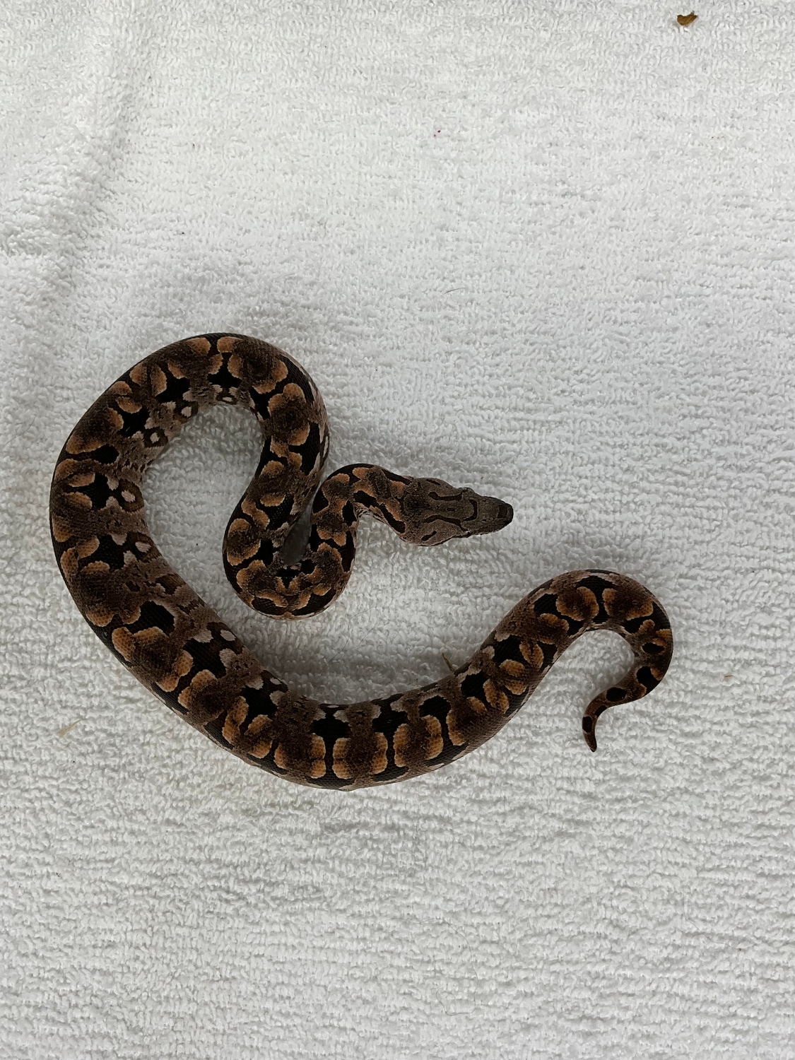 Dumerils Boa Ground Boa by A & J Reptiles - MorphMarket