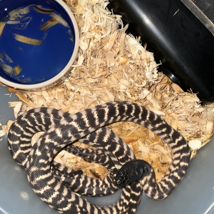 A & J Reptiles - MorphMarket