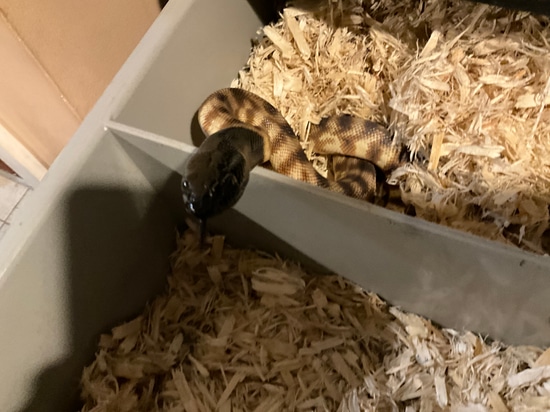 3 Year Old Black-Headed Python by A & J Reptiles