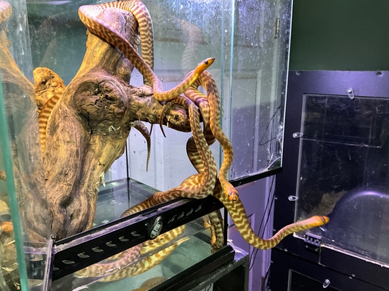 Womas Woma Python by A & J Reptiles