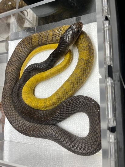 Yellow Tailed Cribo Cribo & Indigo Snakes by A & J Reptiles