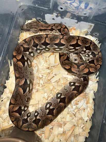 For Sale Dumeril's Boa by A & J Reptiles