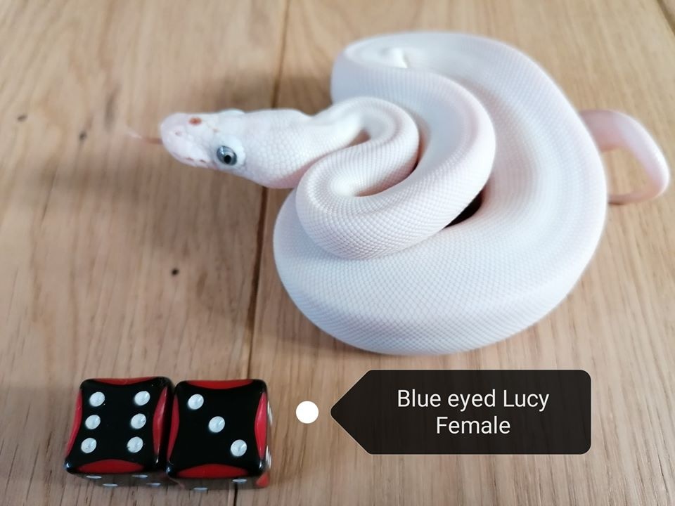 Blue Eyed Lucy - Super Lesser Poss HRA - Female Ball Python by Frogeyes ...