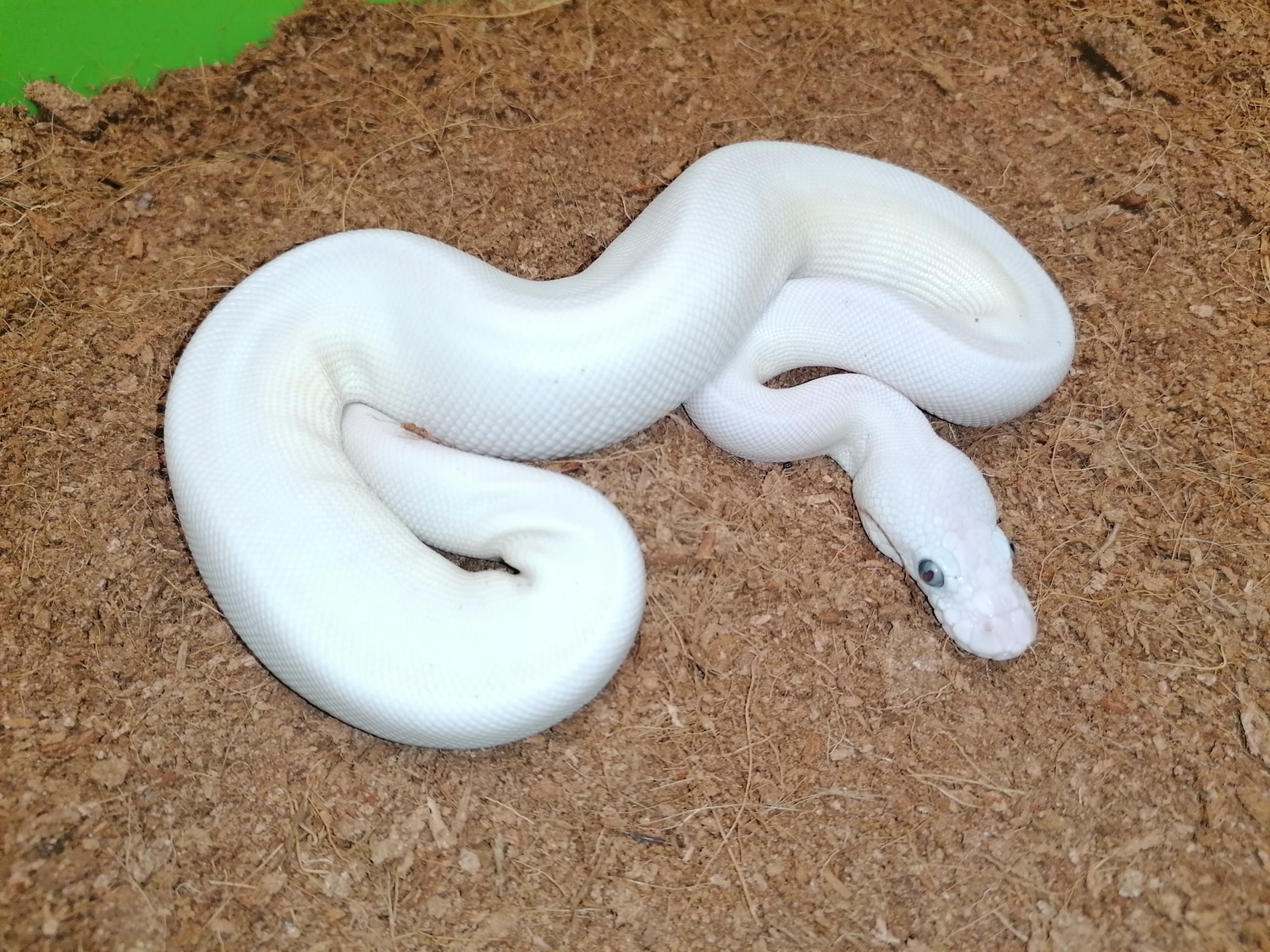 BEL Lesser /Mojave + Possible Leopard Ball Python by Frogeyes Exotics - MorphMarket