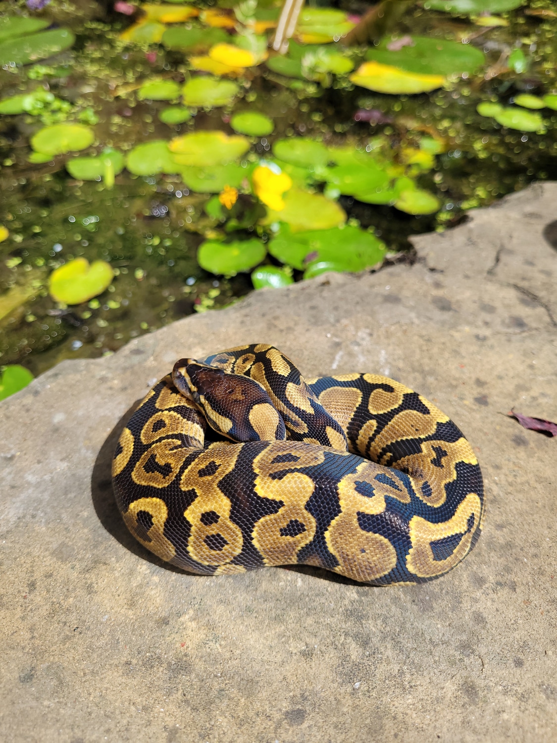 Yellowbelly Ball Python by Frogeyes Exotics - MorphMarket