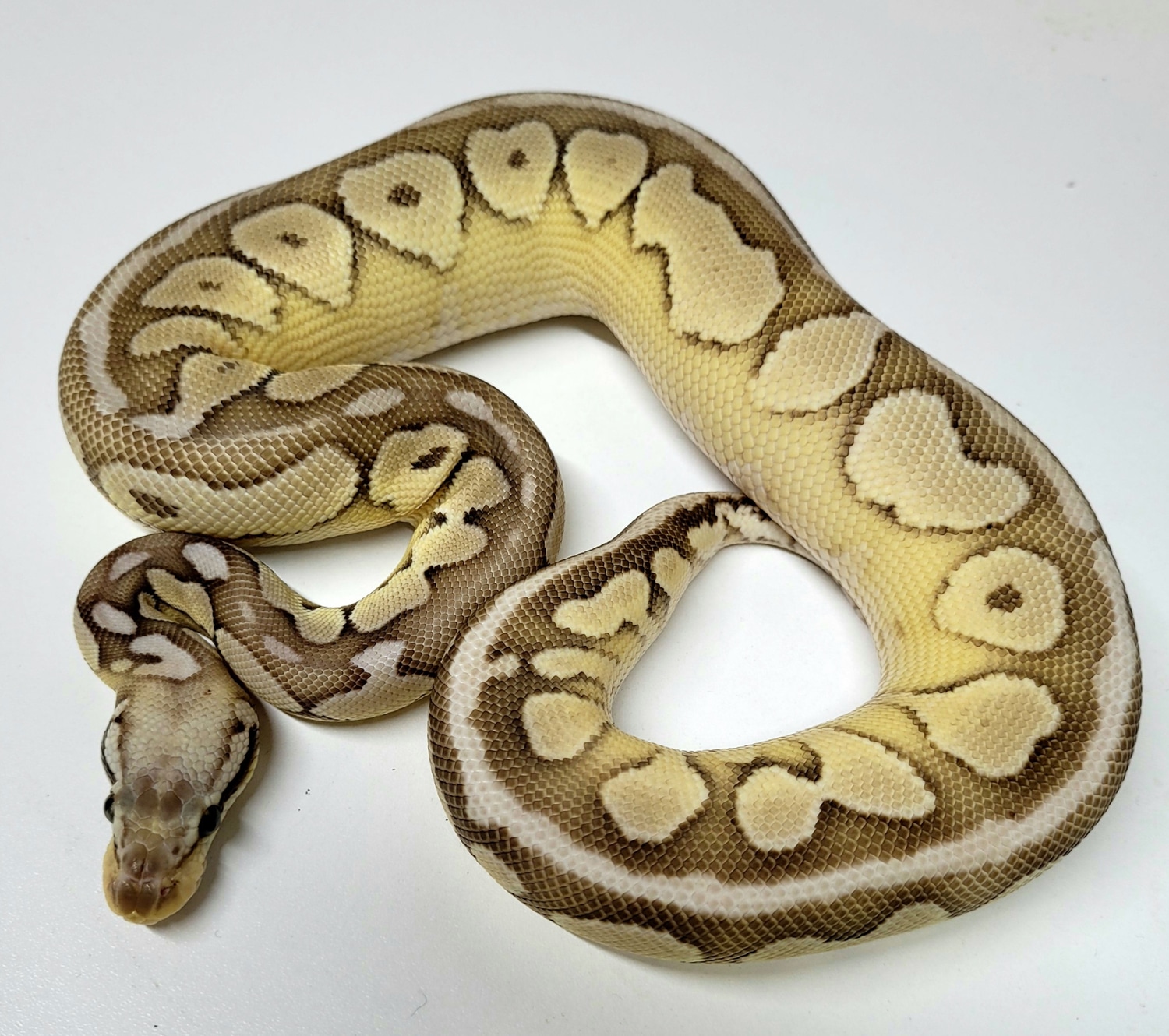 Pastel Lesser Probable Het Red Axanthic Ball Python by Frogeyes Exotics ...