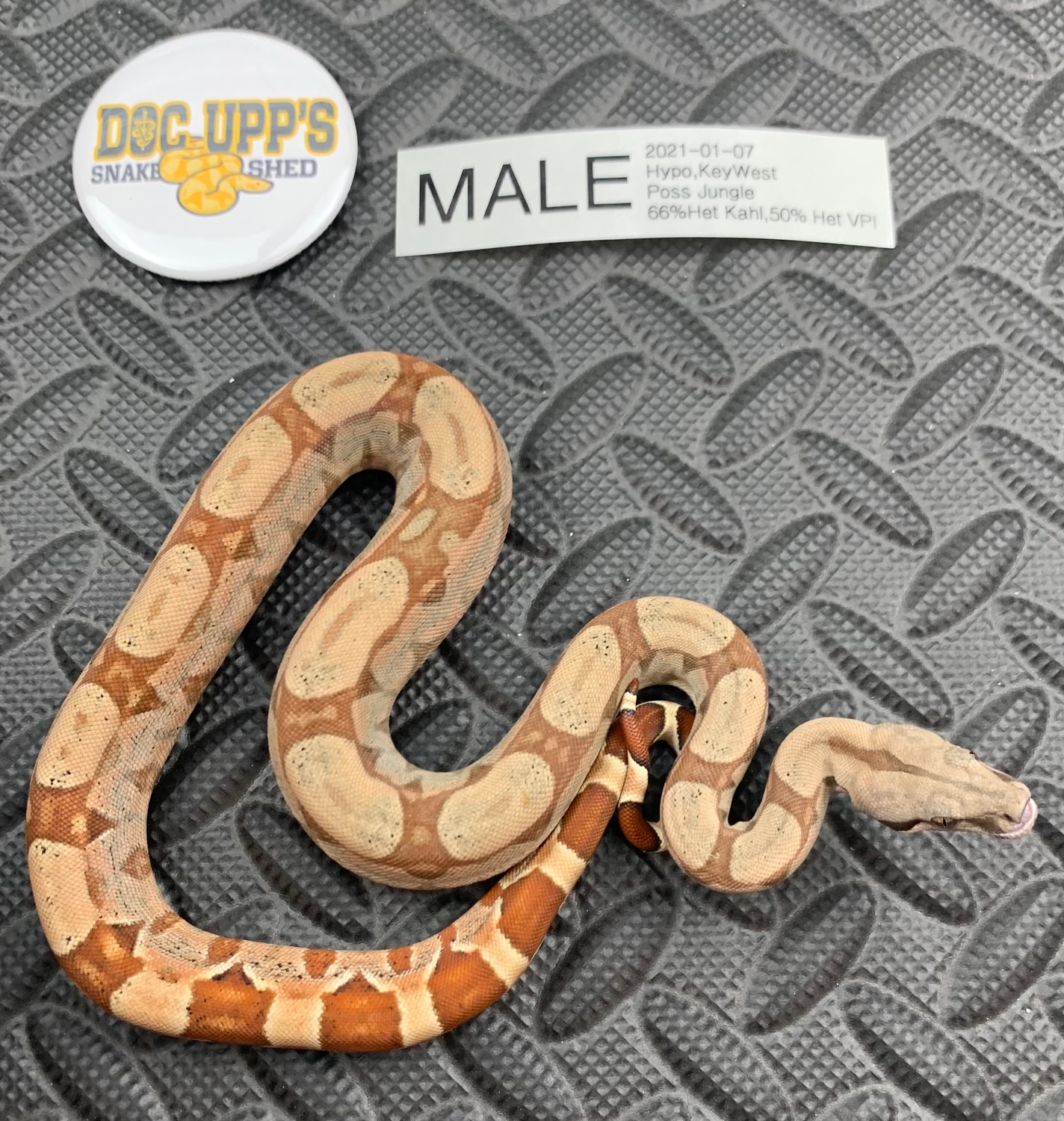 Hypo, Key West, Poss Jungle 66%Het Kahl, 50%Het VPI Boa Constrictor by ...
