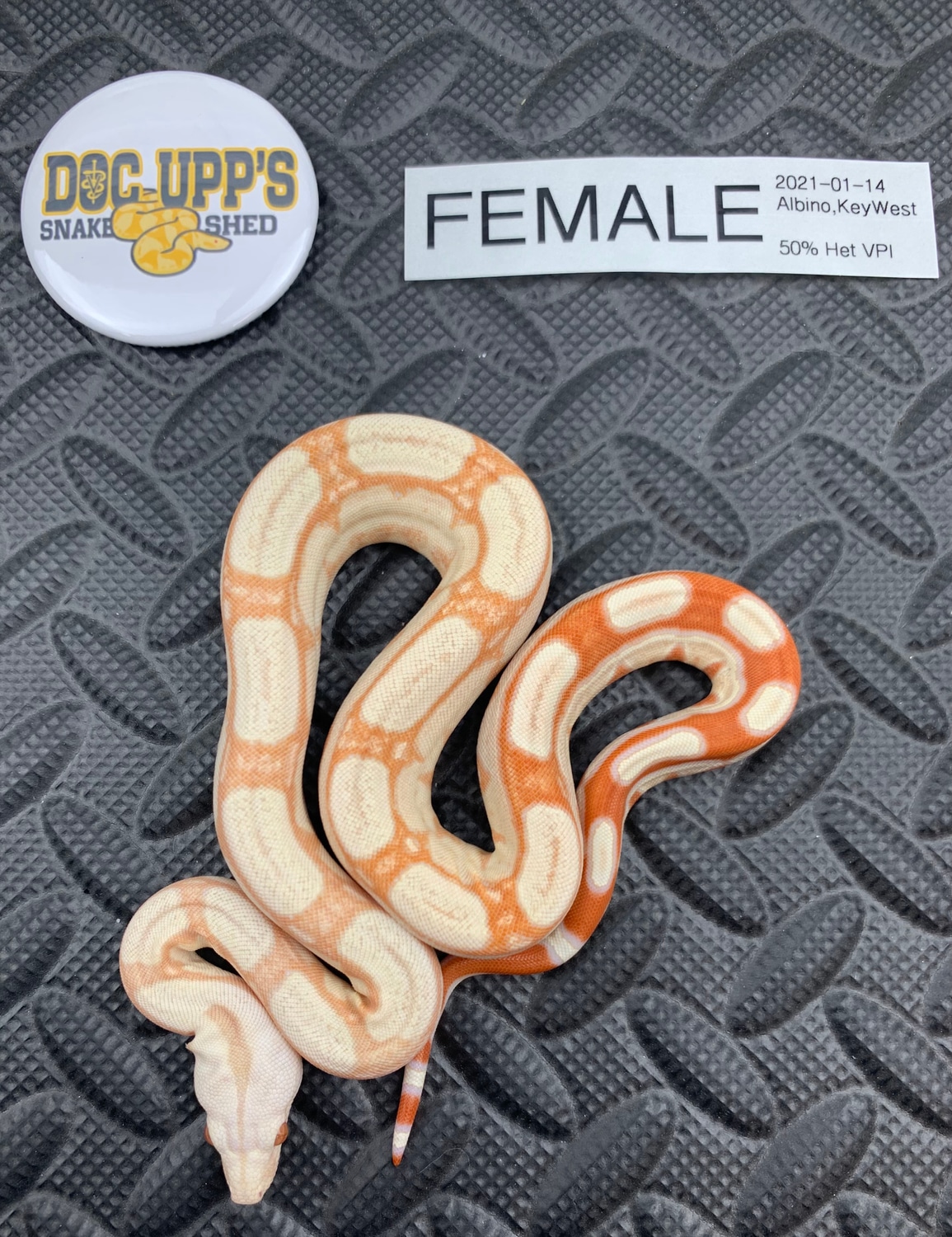 Kahl Albino, Key West 50% Het VPI Boa Constrictor by Docupp’s Snakeshed ...