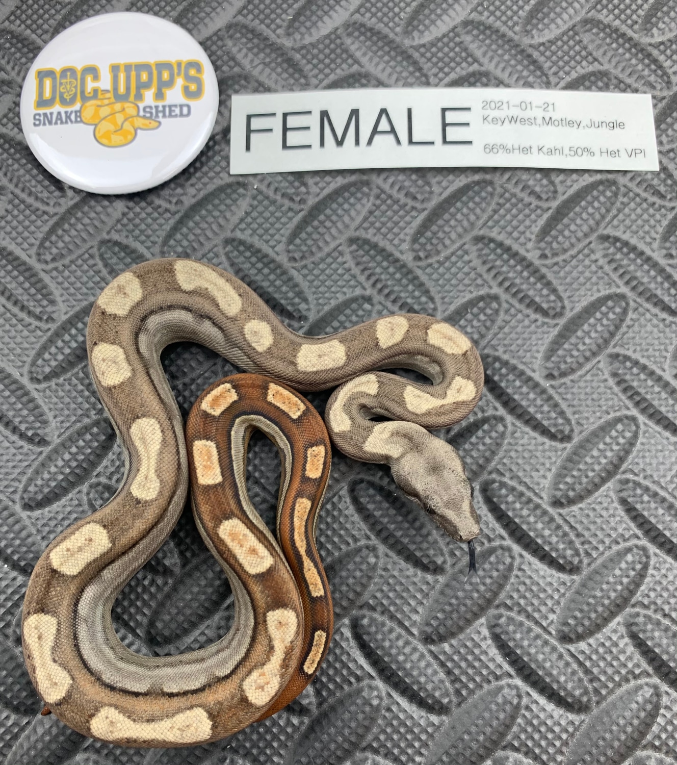 Key West, Motley, Jungle 66% Het Kahl, 50% Het VPI Boa Constrictor by ...