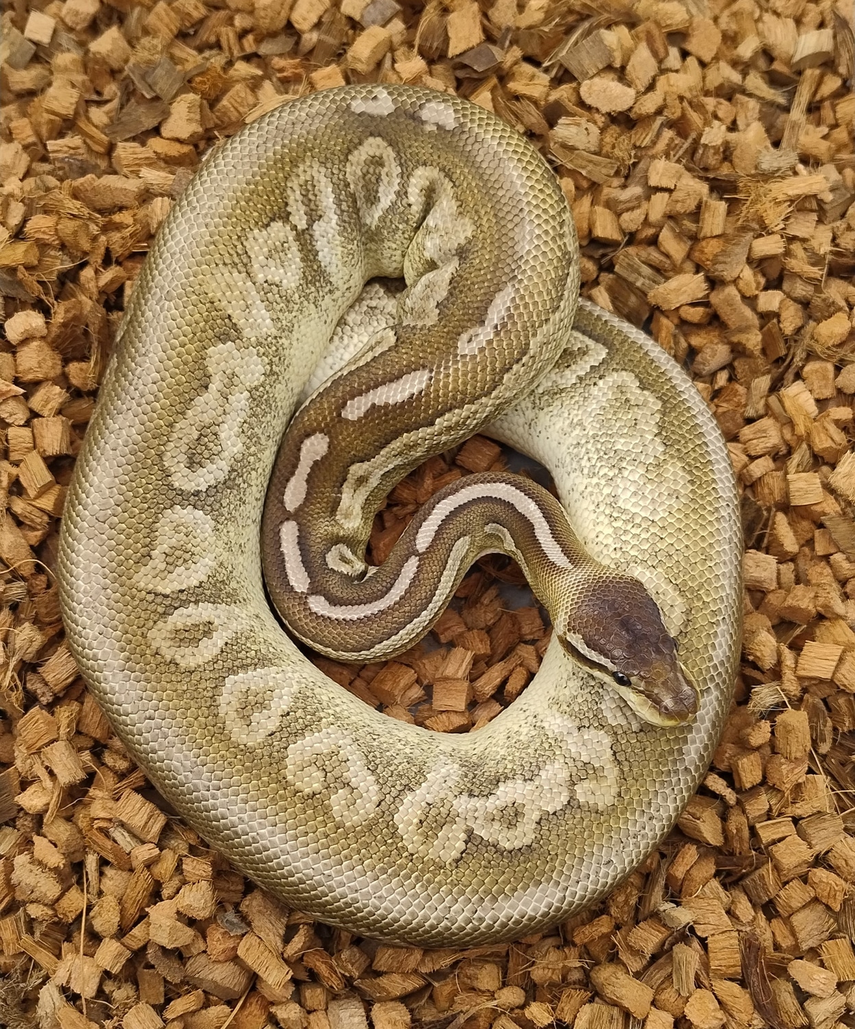 WG Royals's Collection - MorphMarket