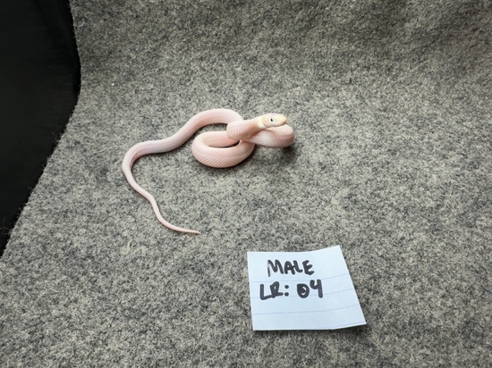 Leucistic Texas Other Rat Snake by Jersey Devils Finest Morphs