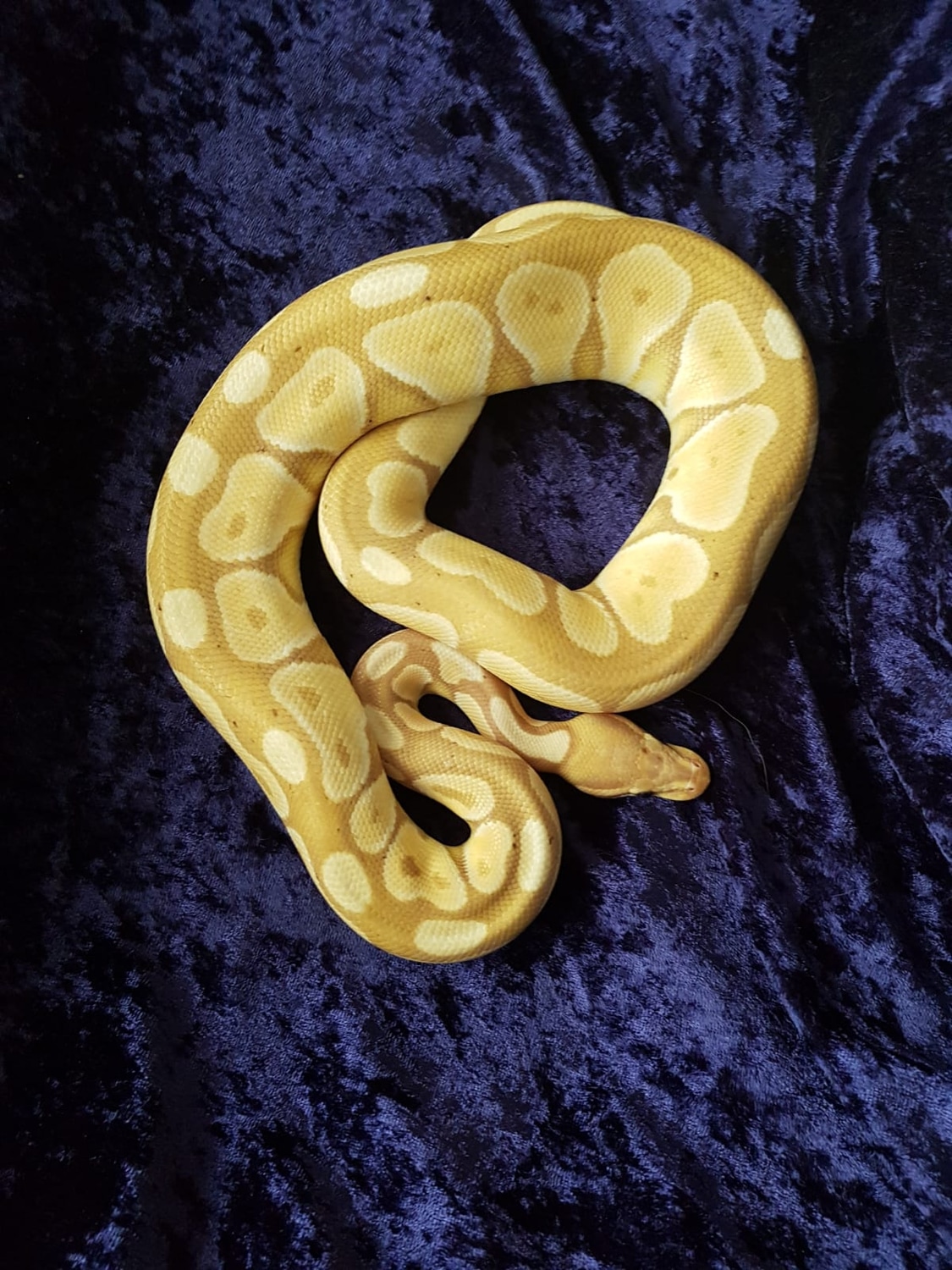 Russo Banana Ball Python by Dodo- Reptilien - MorphMarket